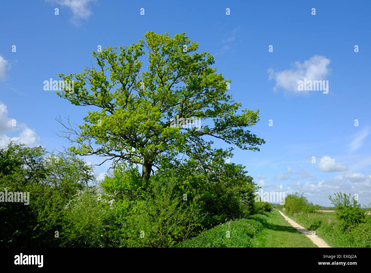 RSPB Otmoor Nature reserve Stock Photo - Alamy