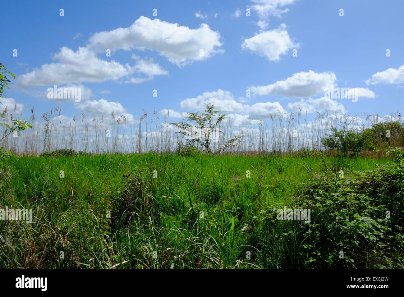 RSPB Otmoor Nature reserve Stock Photo - Alamy