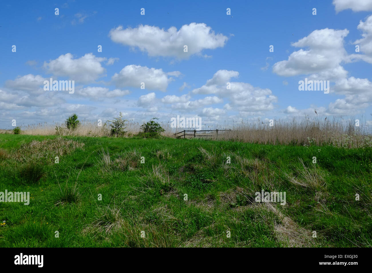 Otmoor nature reserve hi-res stock photography and images - Alamy