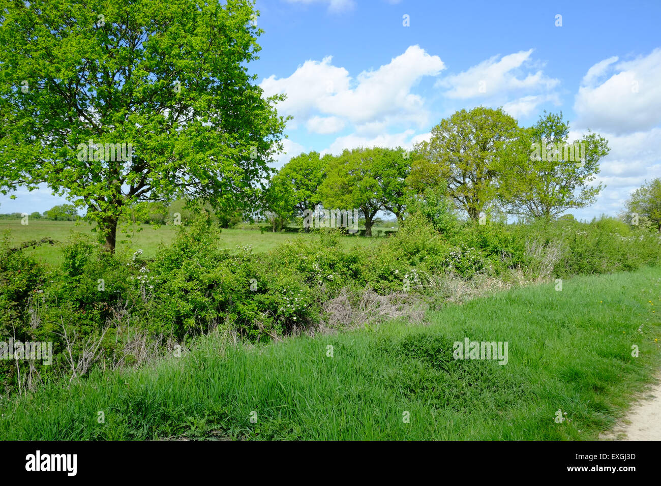 Otmoor nature reserve hi-res stock photography and images - Alamy