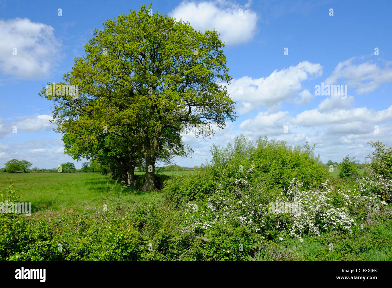RSPB Otmoor Nature Reserve Stock Photo - Alamy