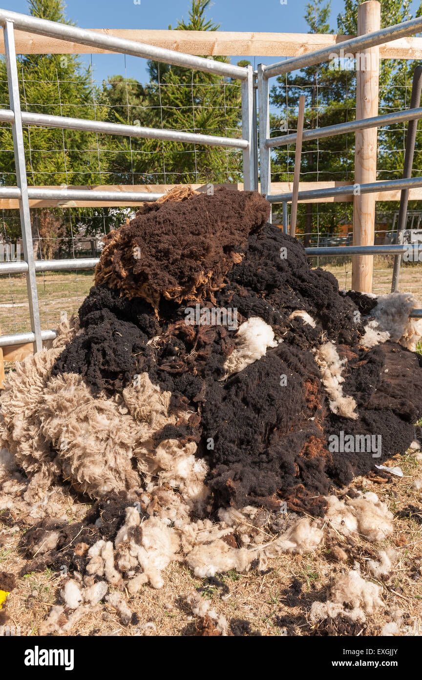 piled up Shetland sheep fleeces to be bundled up and used to make into ...
