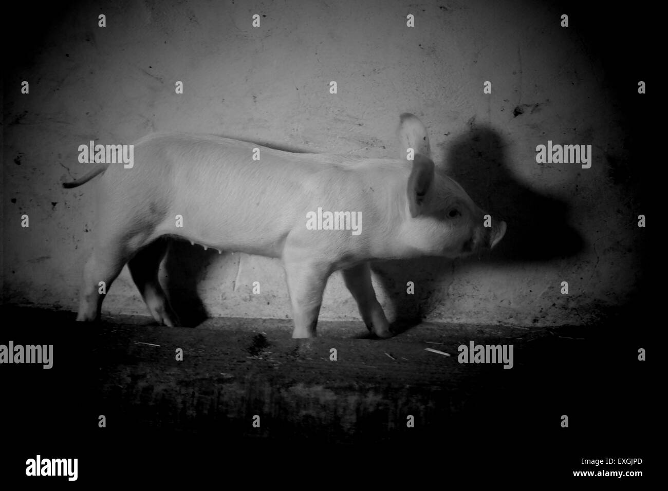 Piglet and his shadow Stock Photo - Alamy