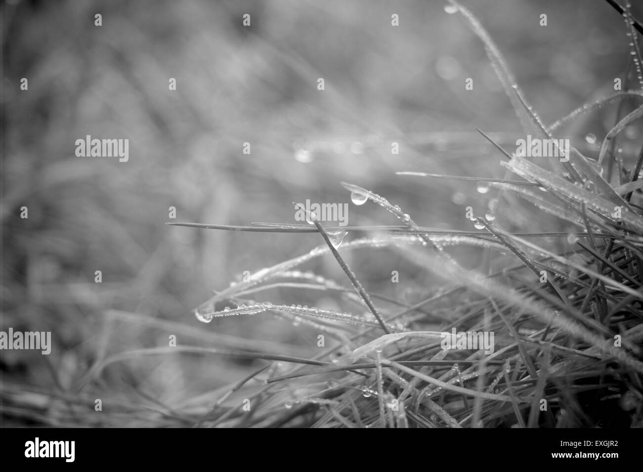 Due drops hi-res stock photography and images - Alamy