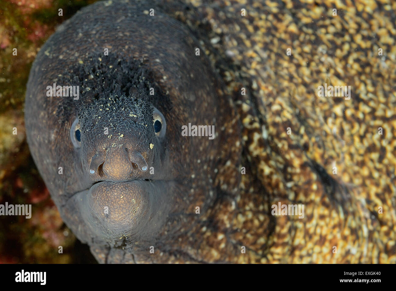 Mediterranean moray Muraena helena, Mureneidae, Tor Paterno protected ...