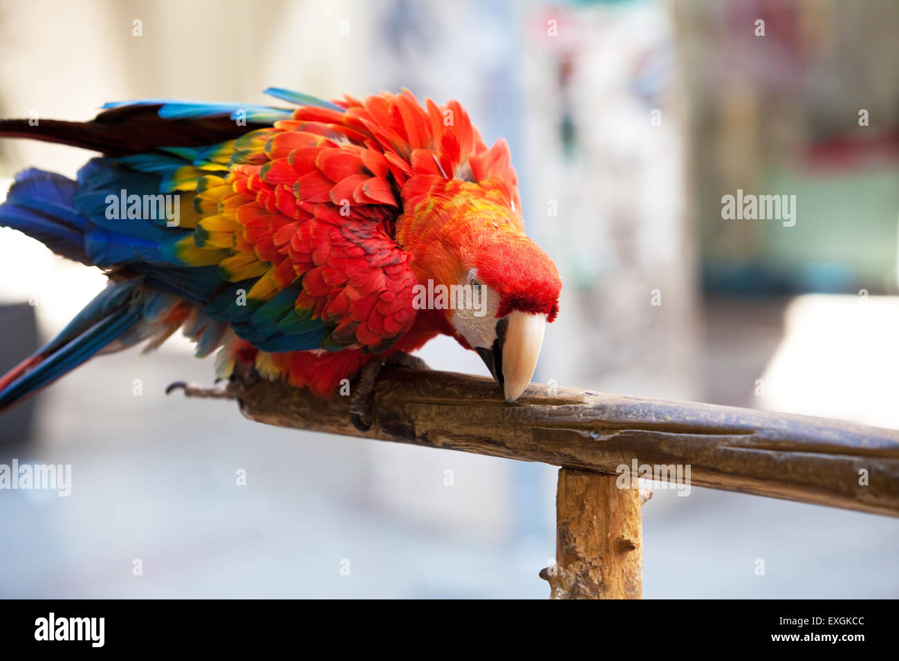 Parrot close-up shot isolated over background Stock Photo - Alamy