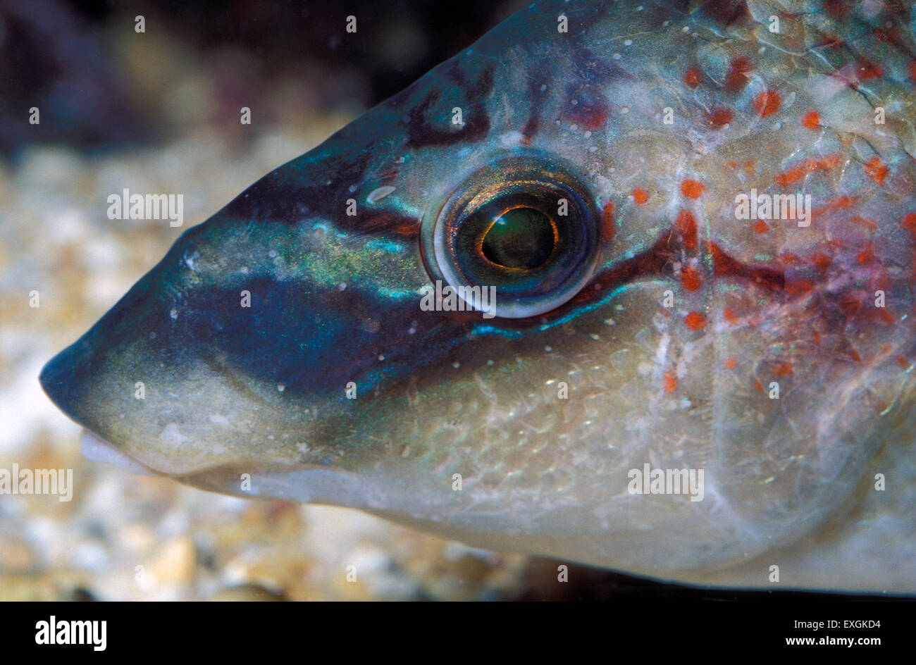 East Atlantic peacock wrasse, Symphodus tinca, Labridae, Mediterranean ...