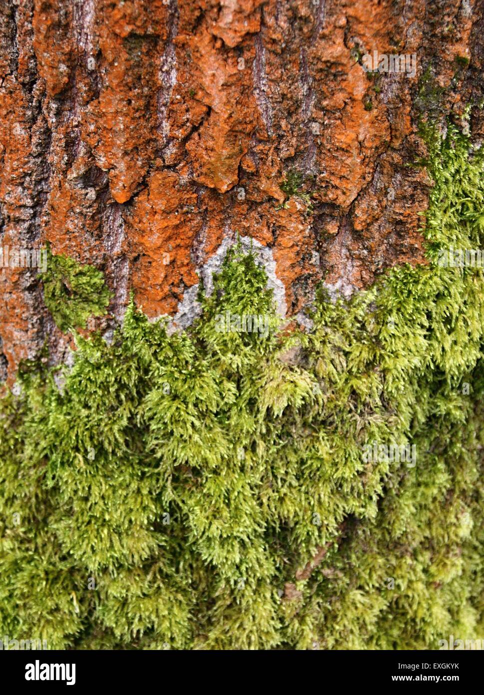 background of tree bark texture and green moss Stock Photo - Alamy