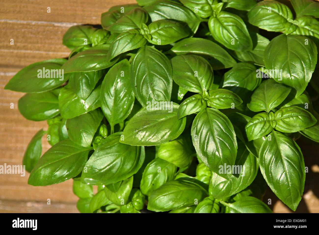 Green basil leaves hi-res stock photography and images - Alamy