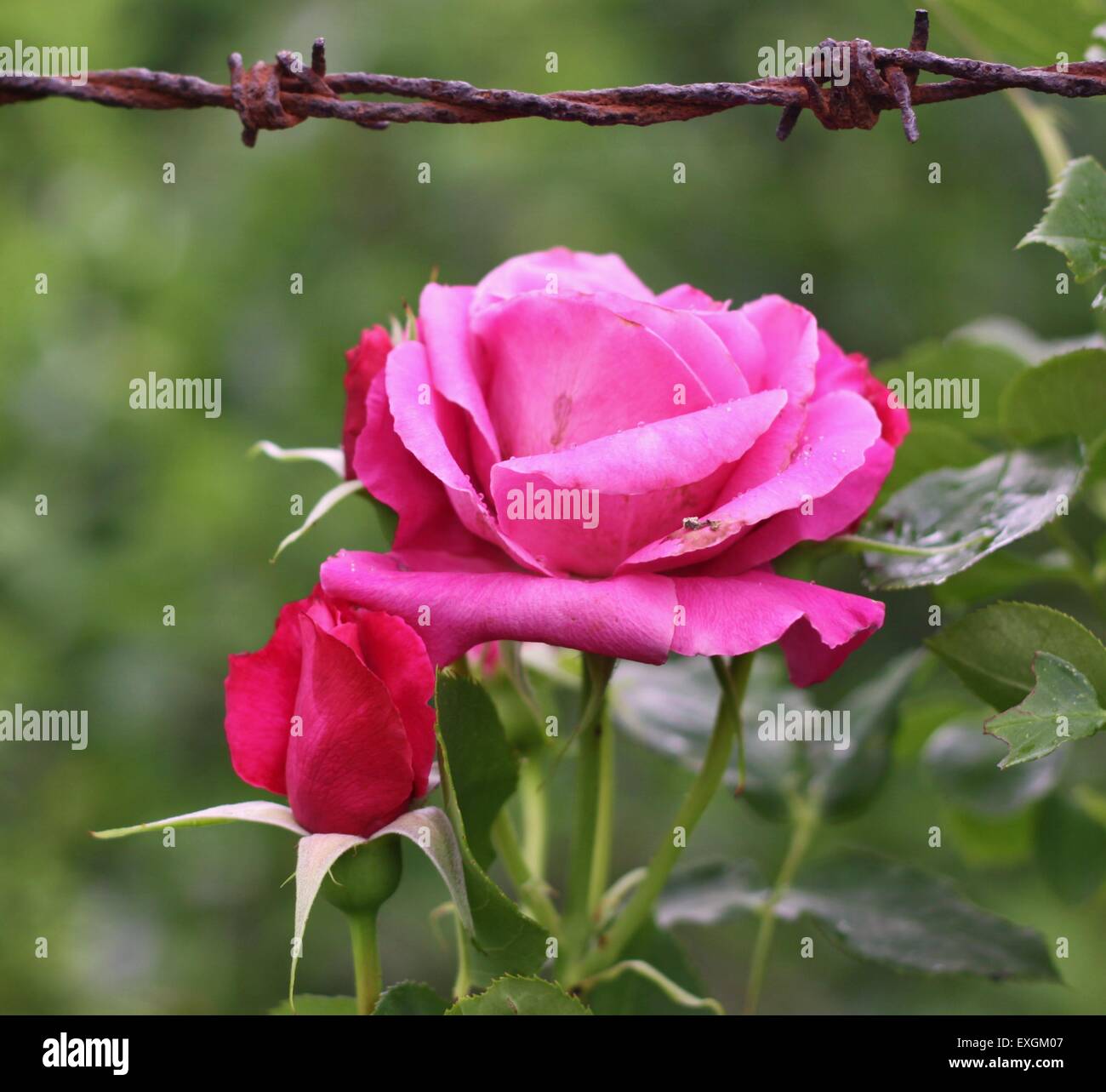 The red roses and the old rusty barbed wire Stock Photo - Alamy