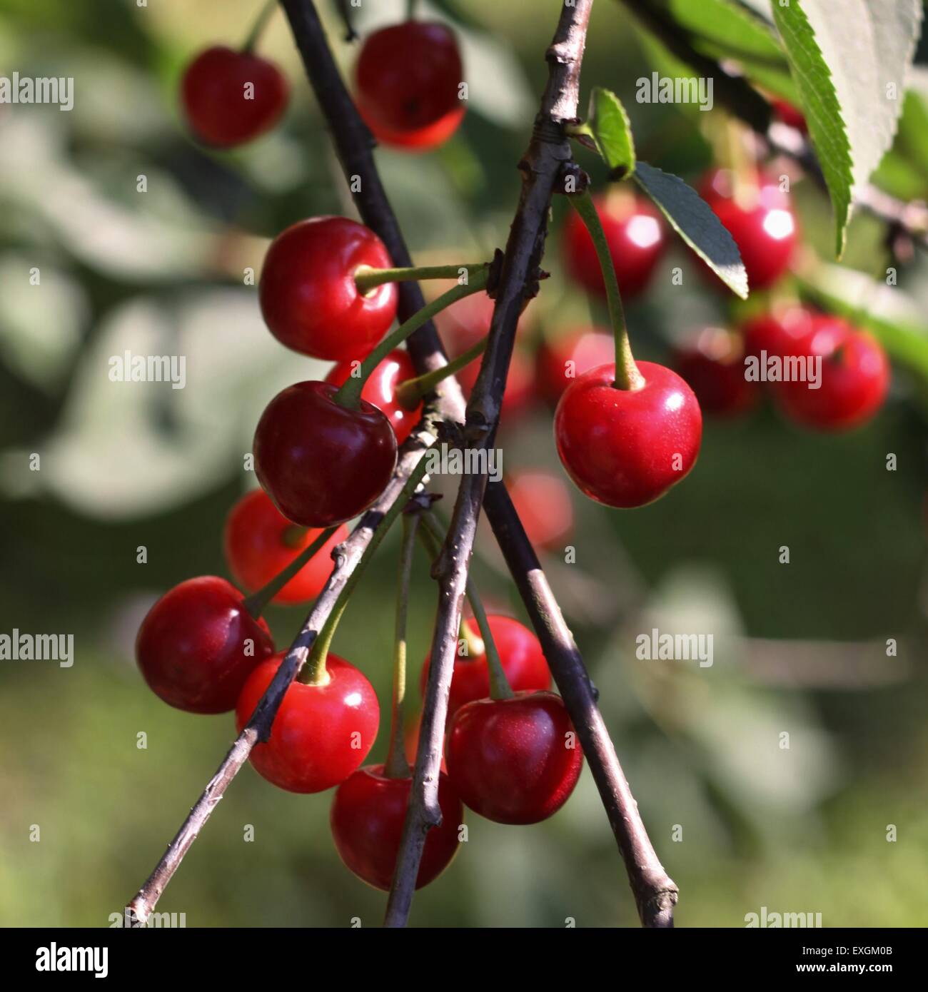 Sour cherry tree hi-res stock photography and images - Alamy