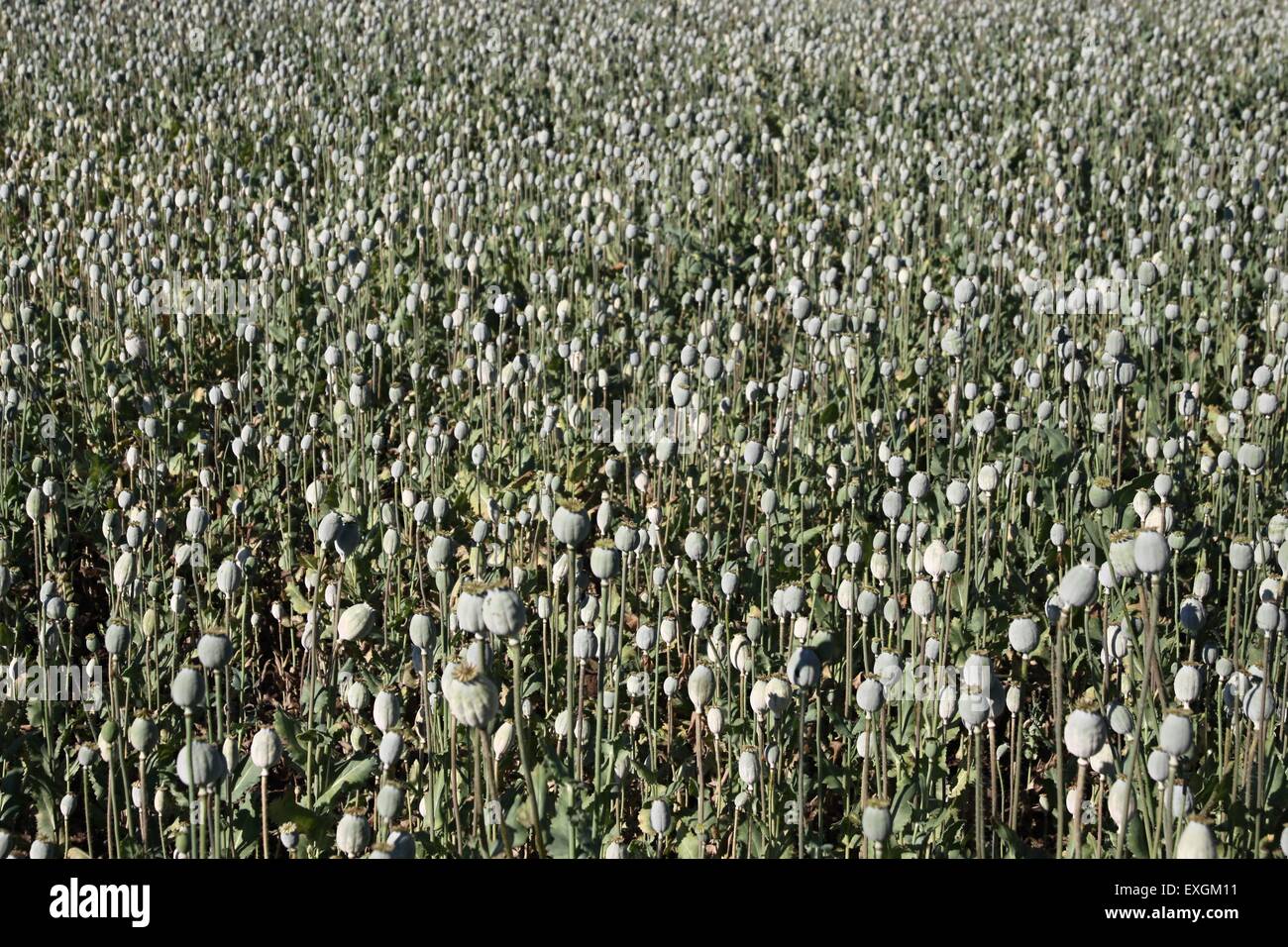 Opium Poppy Field Stock Photos & Opium Poppy Field Stock Images - Alamy