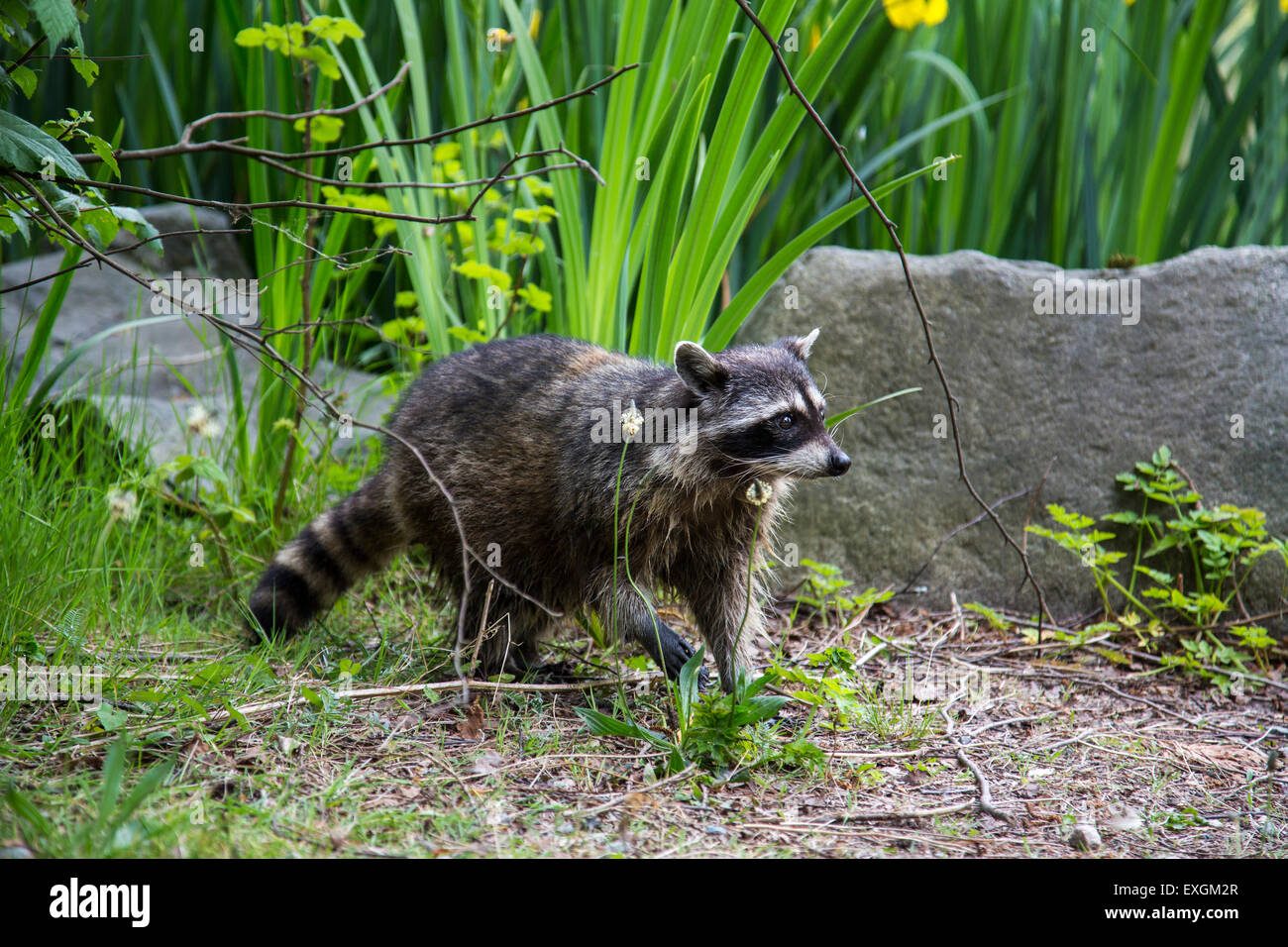Grey racoon hi-res stock photography and images - Alamy