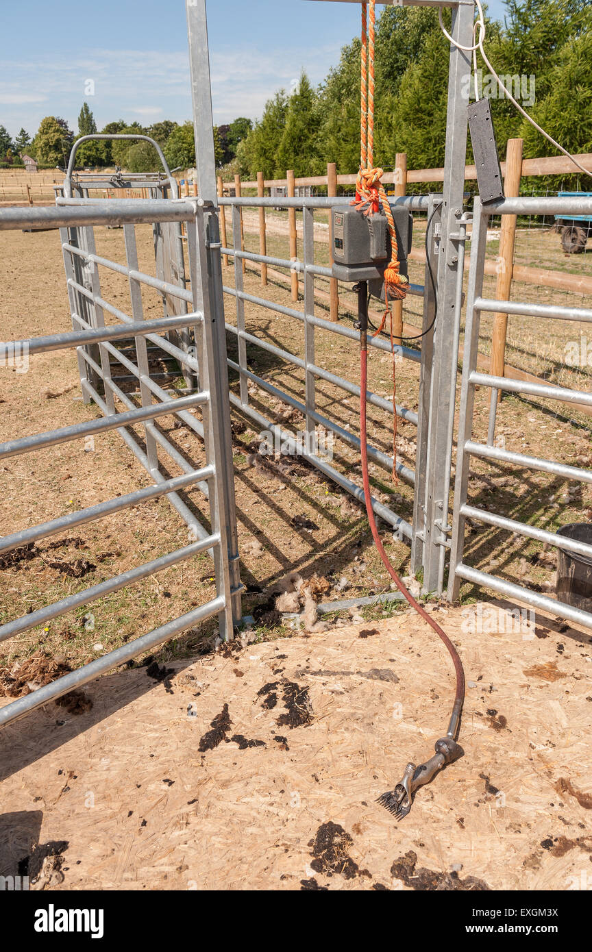 Sheep inspection hi-res stock photography and images - Alamy