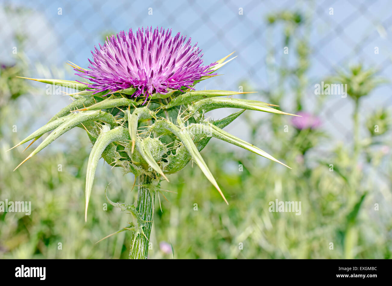 Beautiful thistle flower in spring hi-res stock photography and images ...