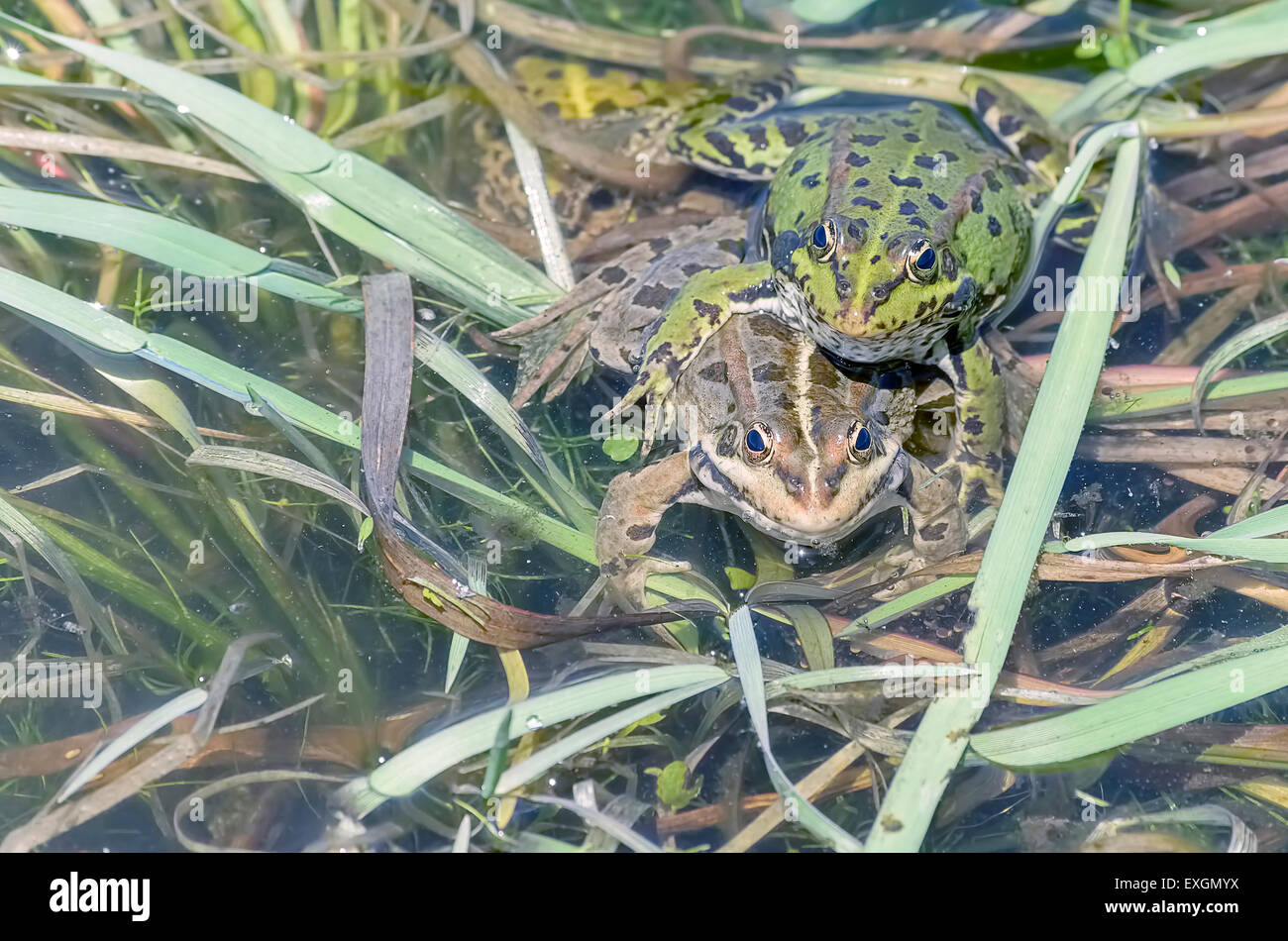 Pelophylax perezi. Beautiful couple of brown and green frogs is at pond ...