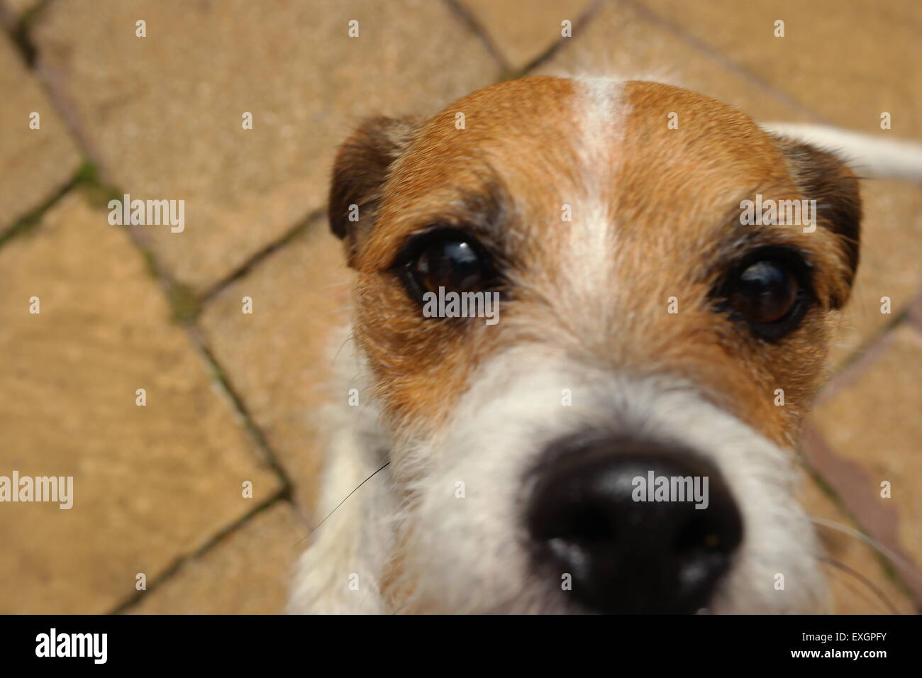 Cute terrier face hi-res stock photography and images - Alamy