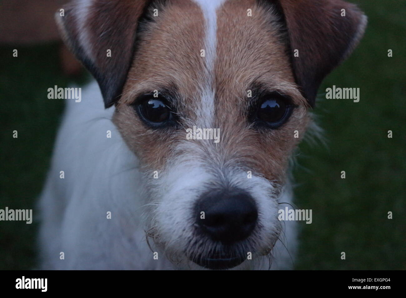 Cute terrier face hi-res stock photography and images - Alamy