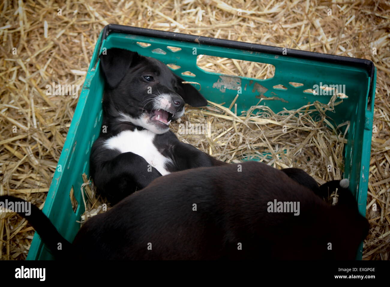 Puppy attack hi-res stock photography and images - Alamy
