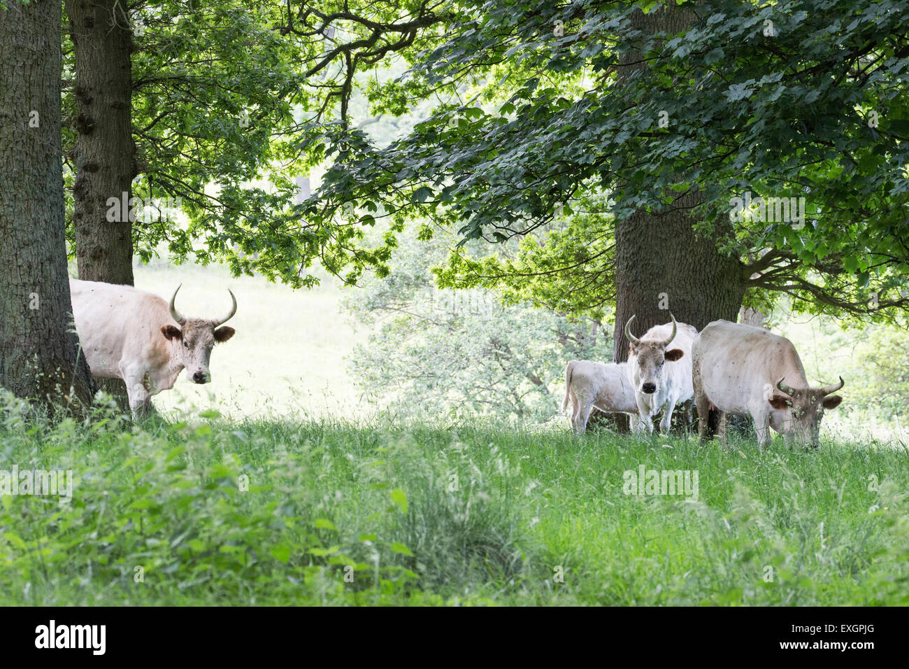 rare Wild Cattle grazing at Chillingham Park, Northumberland, England ...