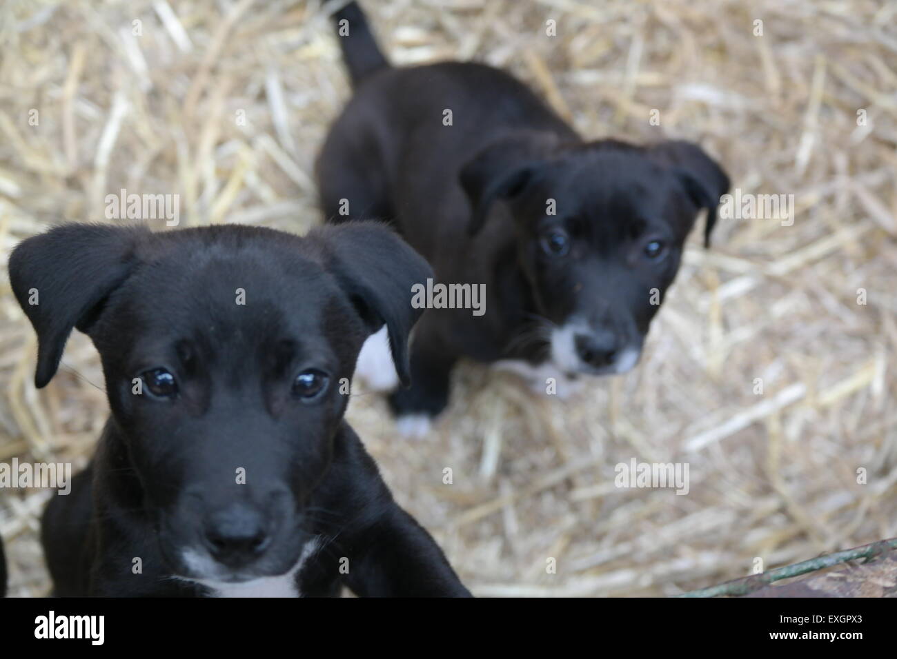 Can Sibling Puppies Live Together