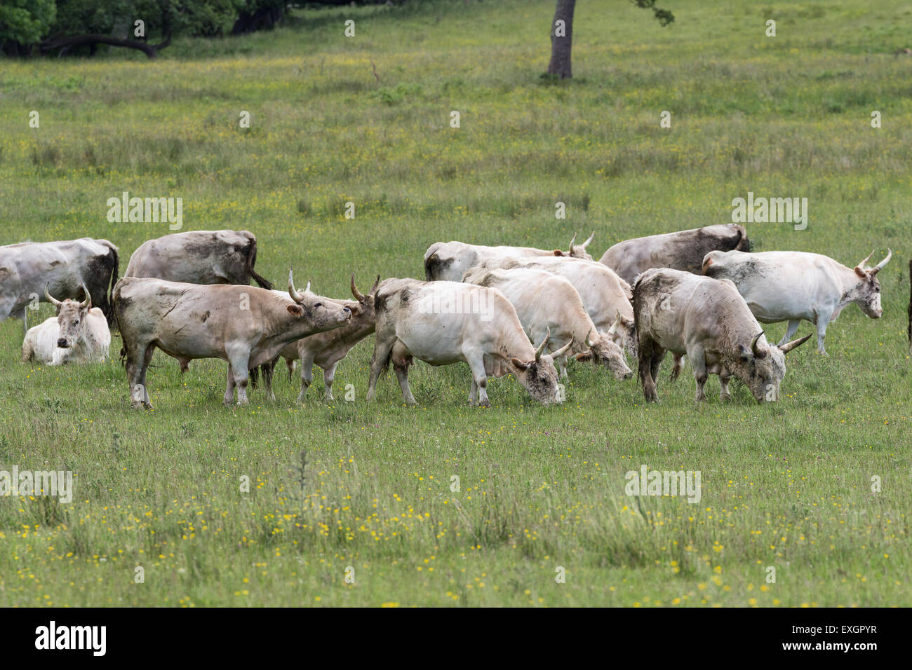 English rare breed cattle grazing hi-res stock photography and images ...