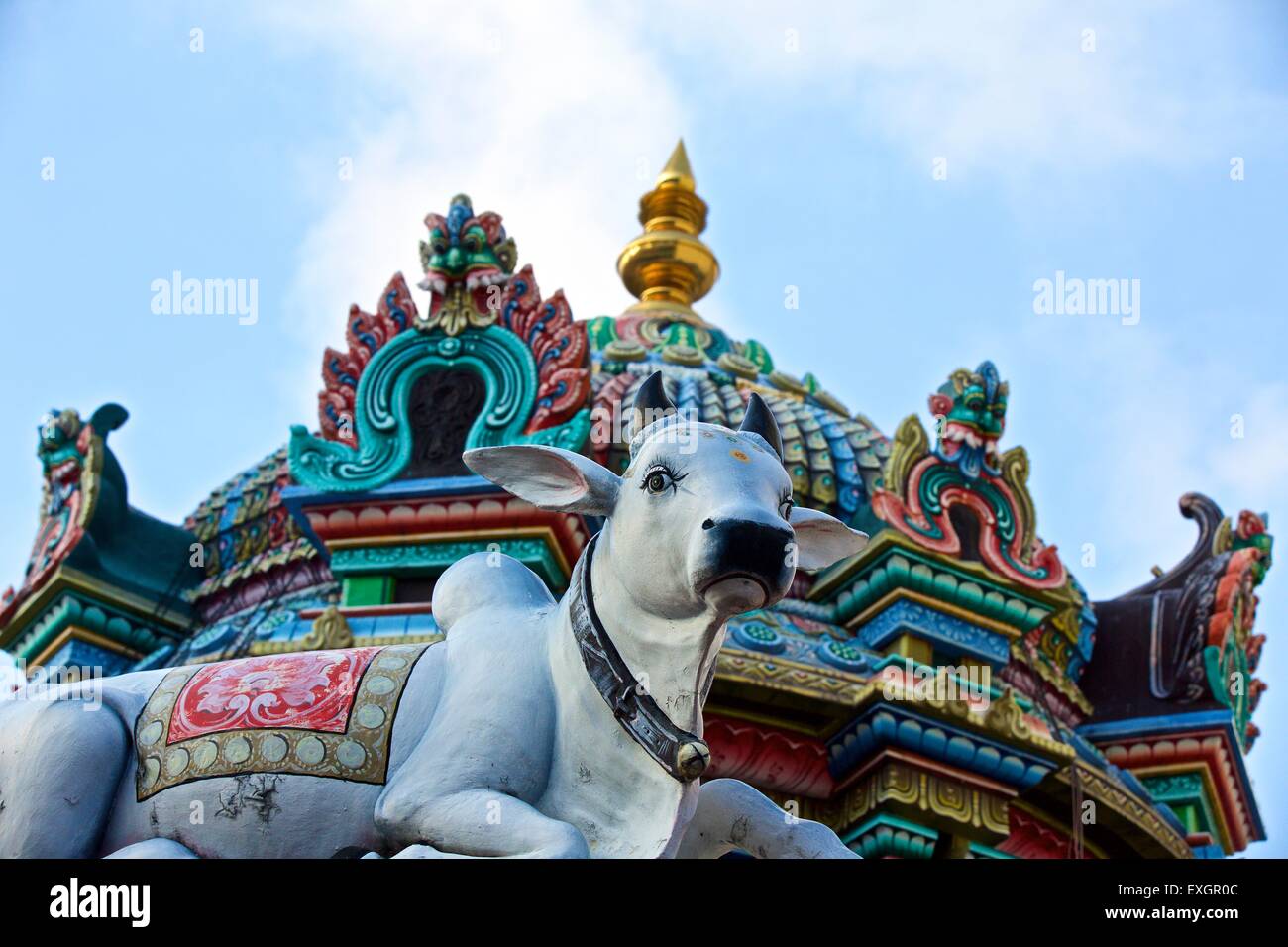 Sacred cow hindu hi-res stock photography and images - Alamy