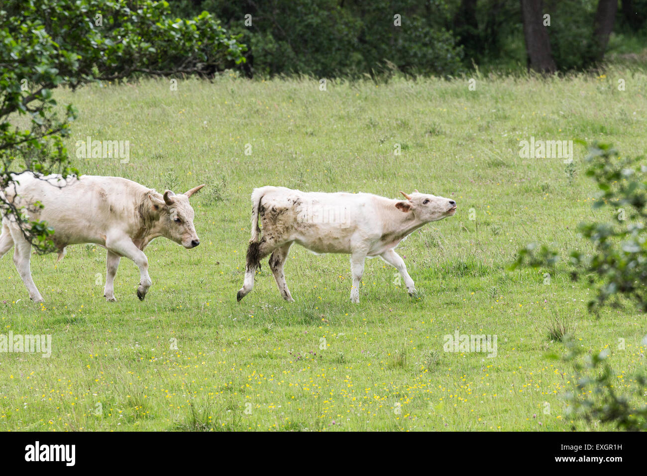 rare Wild Cattle grazing at Chillingham Park, Northumberland, England ...