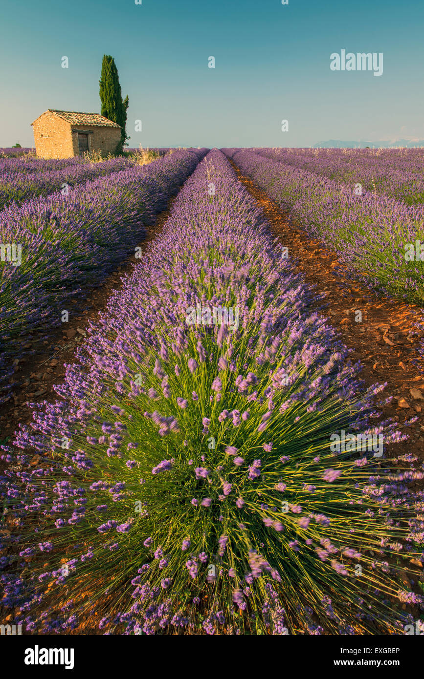 Provence cypress tree hi-res stock photography and images - Alamy