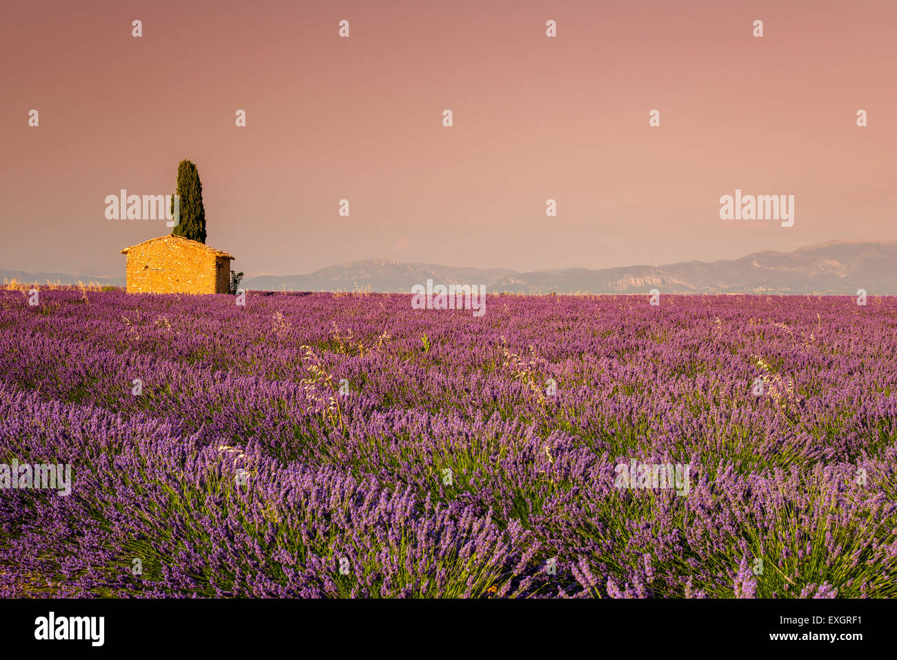Provence cypress tree hi-res stock photography and images - Alamy
