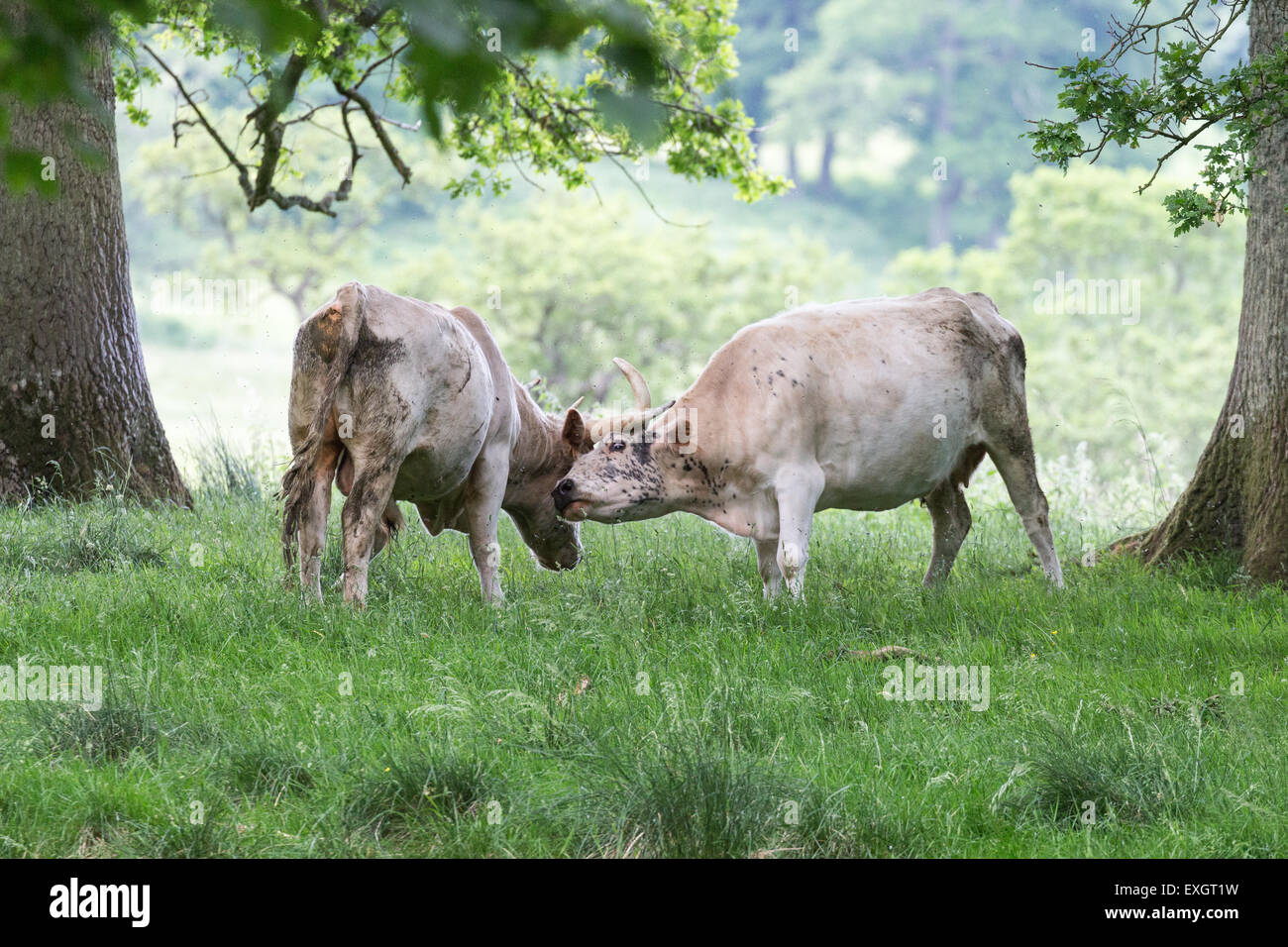 rare Wild Cattle grazing at Chillingham Park, Northumberland, England ...