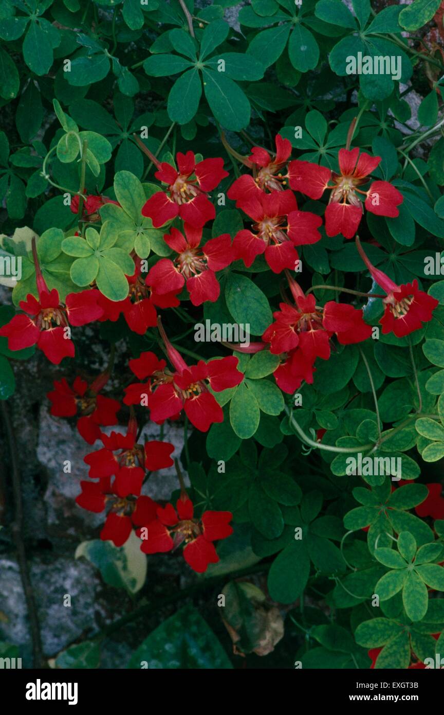 Tropaeolum speciosum (Flame creeper or Flame nasturtium), red flowers ...