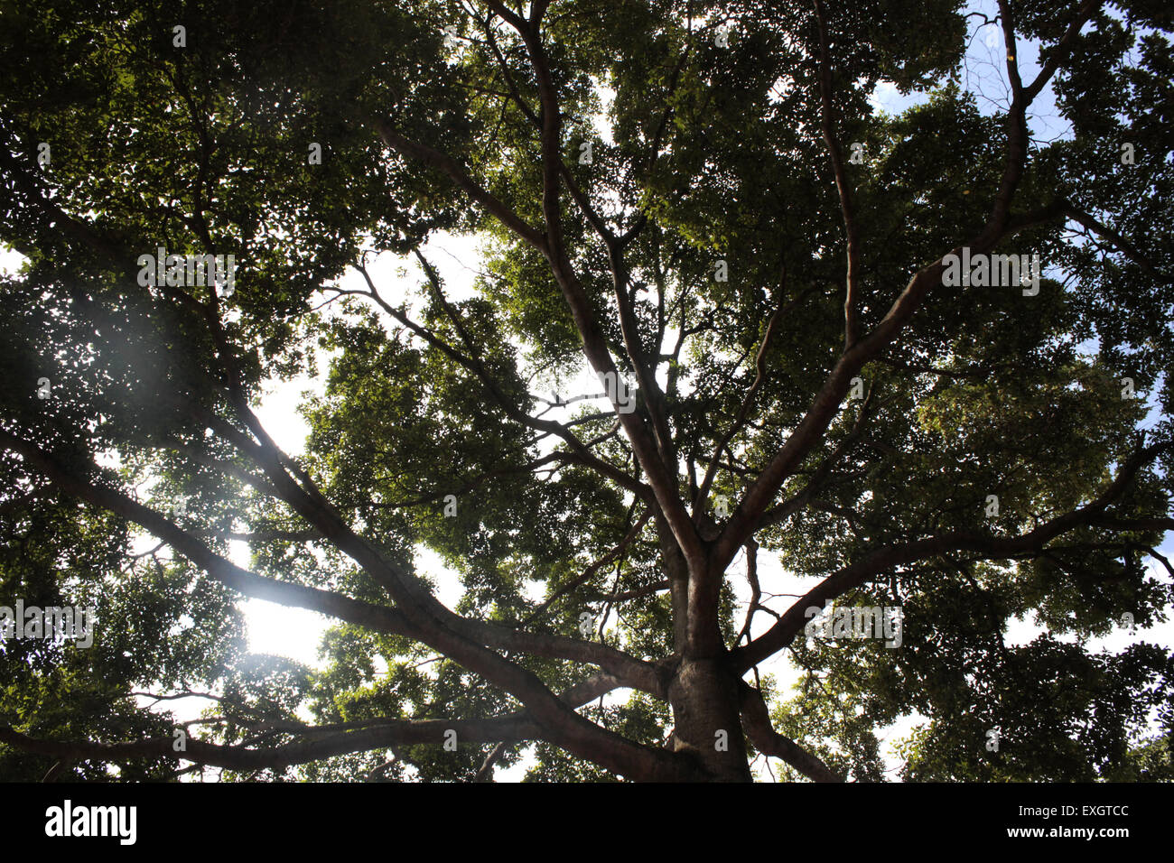 An umbrella tree in Kampala, Uganda Stock Photo - Alamy