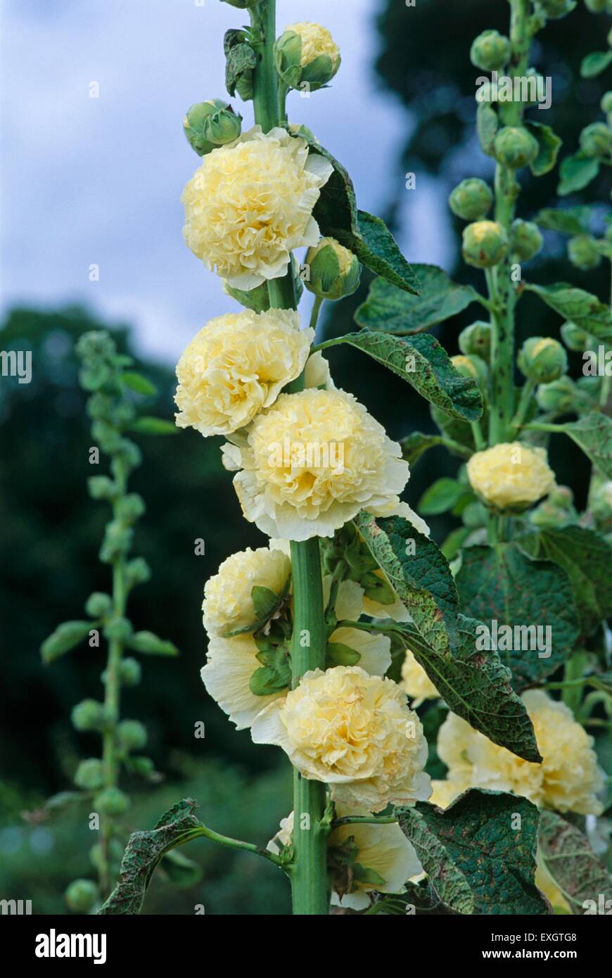 Alcea rosea chater's hi-res stock photography and images - Alamy