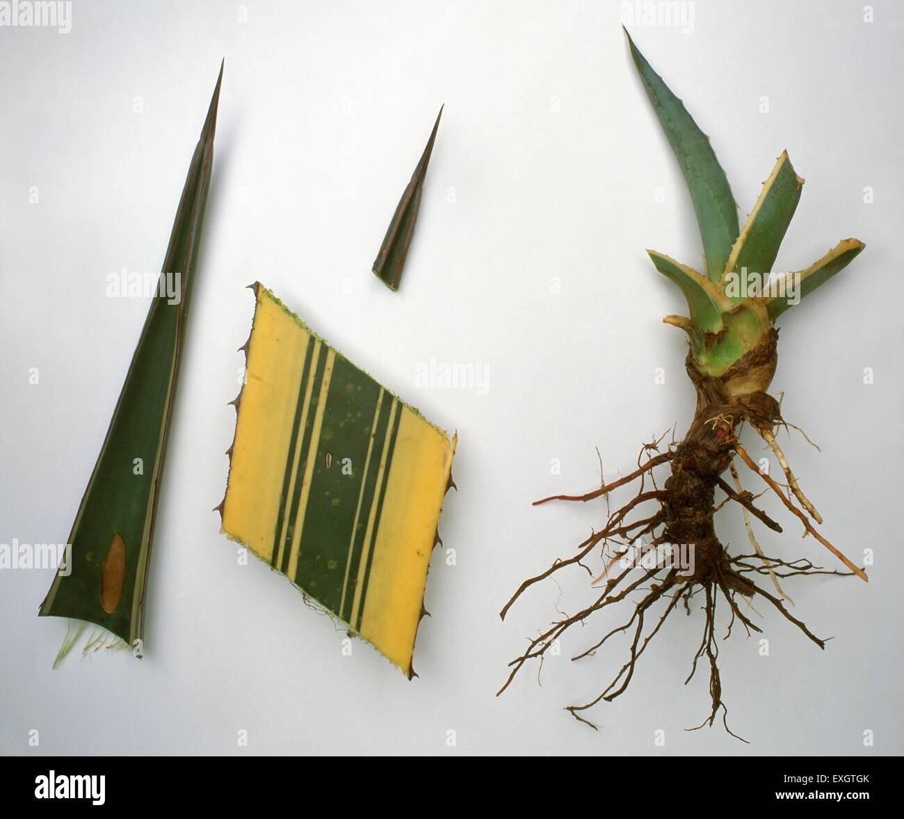 Agave americana (Agave), root and leaf tips, and section of variegated ...