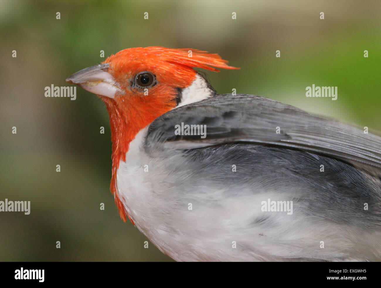 Close-up of the South American Red crested cardinal (Paroaria coronata ...