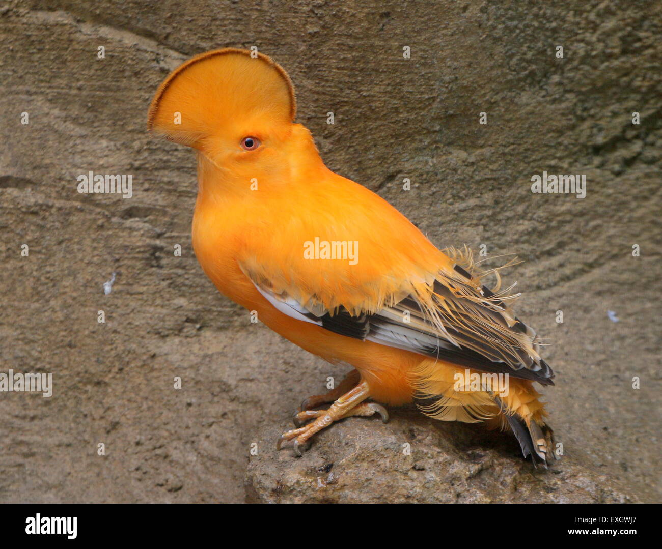 Bright orange male Guianan cock of the rock (Rupicola rupicola), native ...