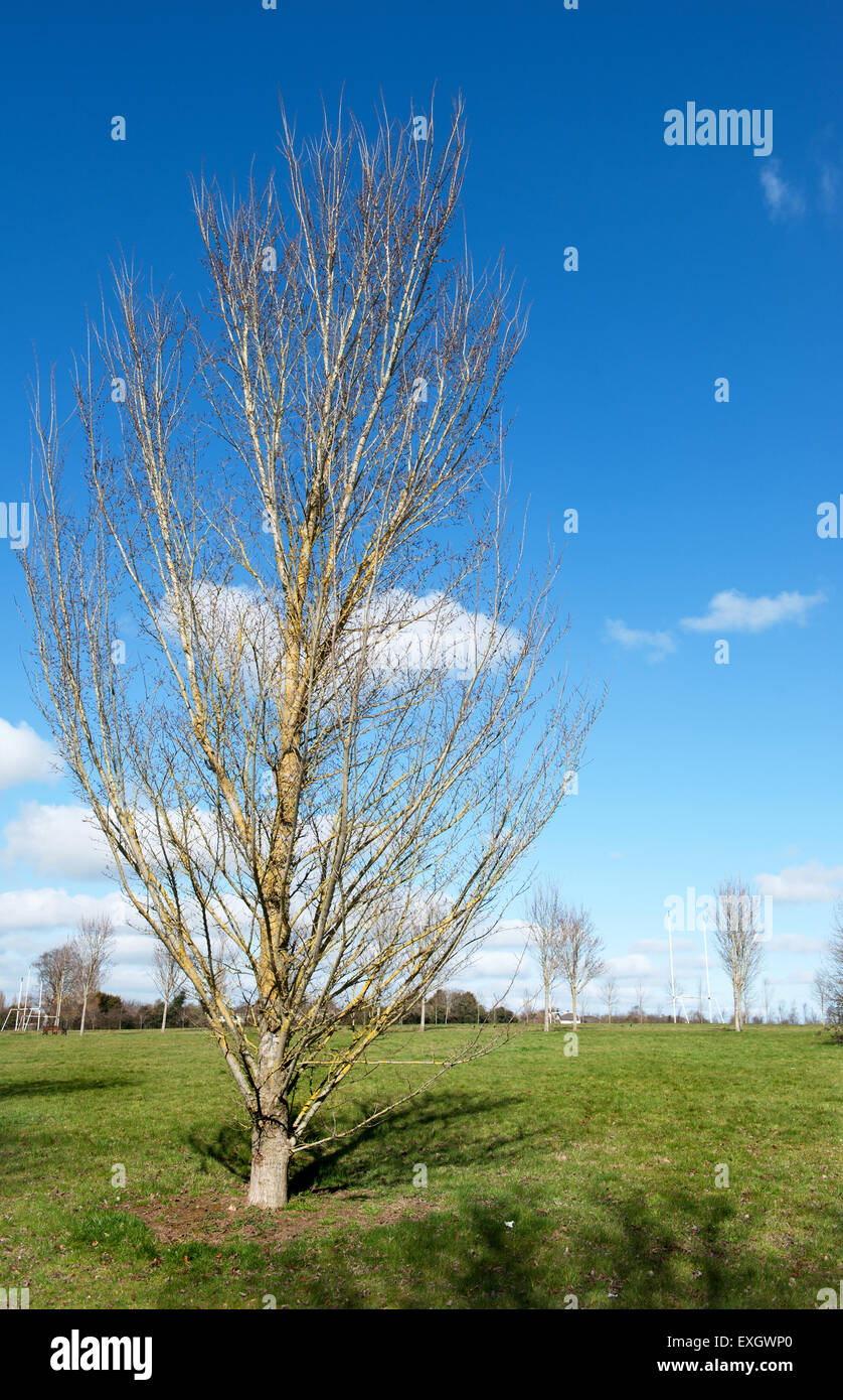 Spring Lawn and Tree for background Stock Photo - Alamy