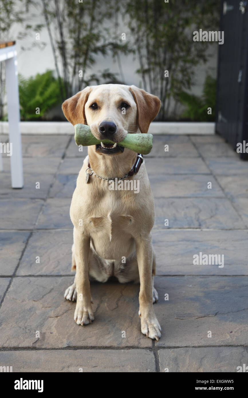 Yellow Labrador Retriever puppy at the age of 15 months old watches it ...