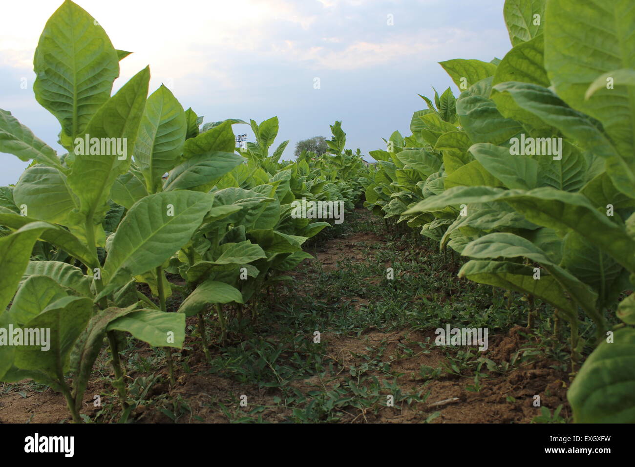 Tobacco growers hi-res stock photography and images - Alamy