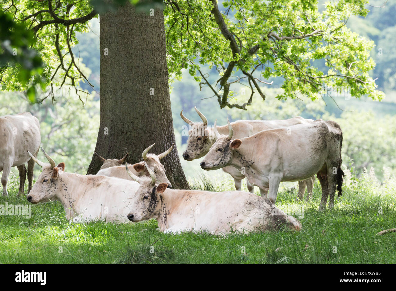 rare Wild Cattle grazing at Chillingham Park, Northumberland, England ...