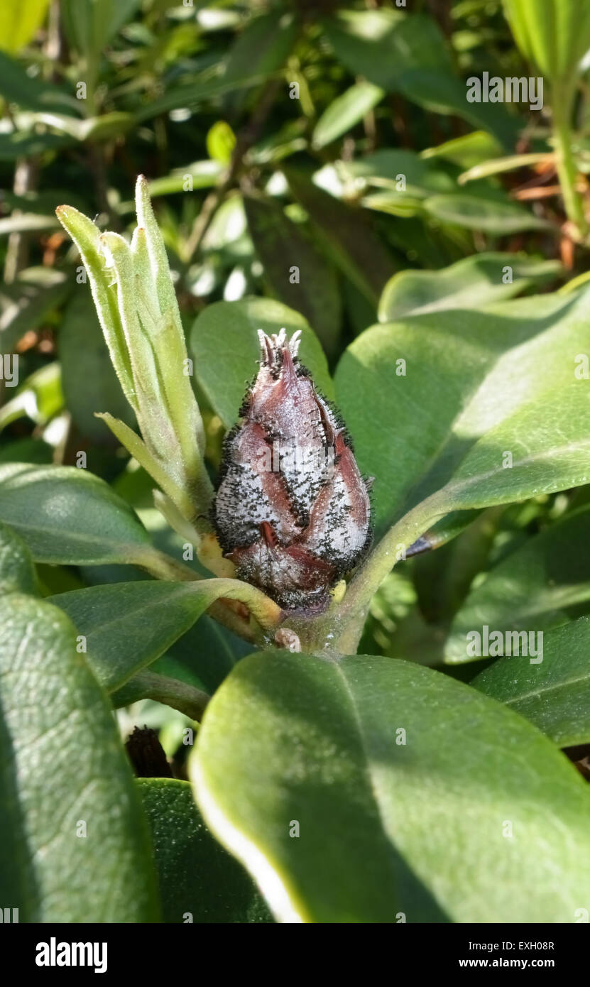 Bud blast hi-res stock photography and images - Alamy