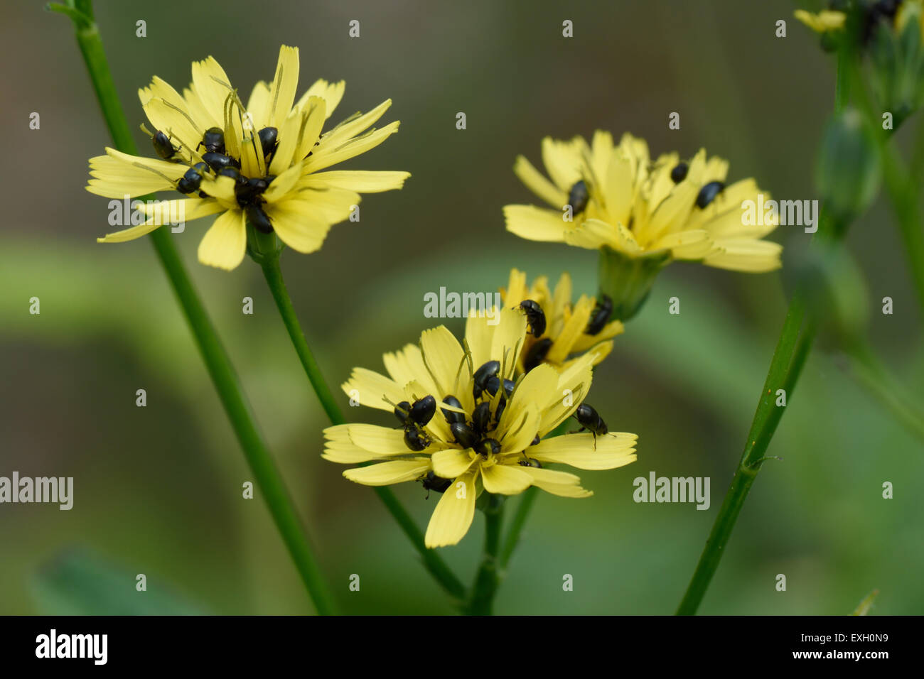 Black pollen beetles hi-res stock photography and images - Alamy
