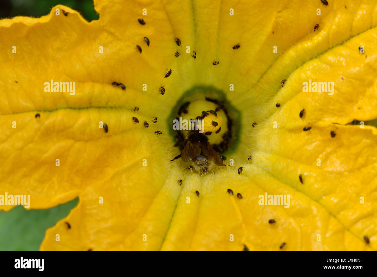 Yellow zucchini or courgette flowers on cucurbit plant with flower ...