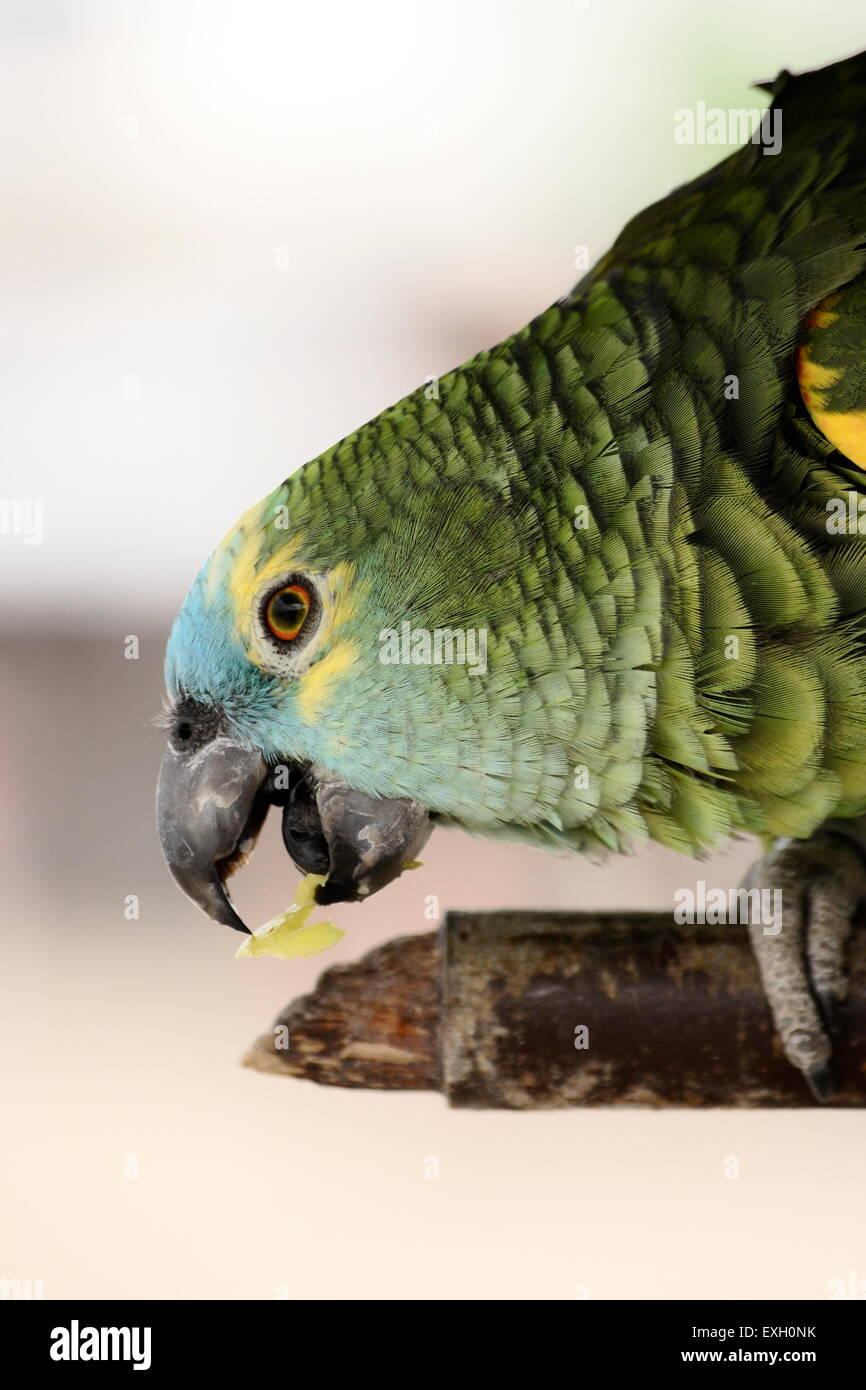 Black Beak Parrot Hatchling
