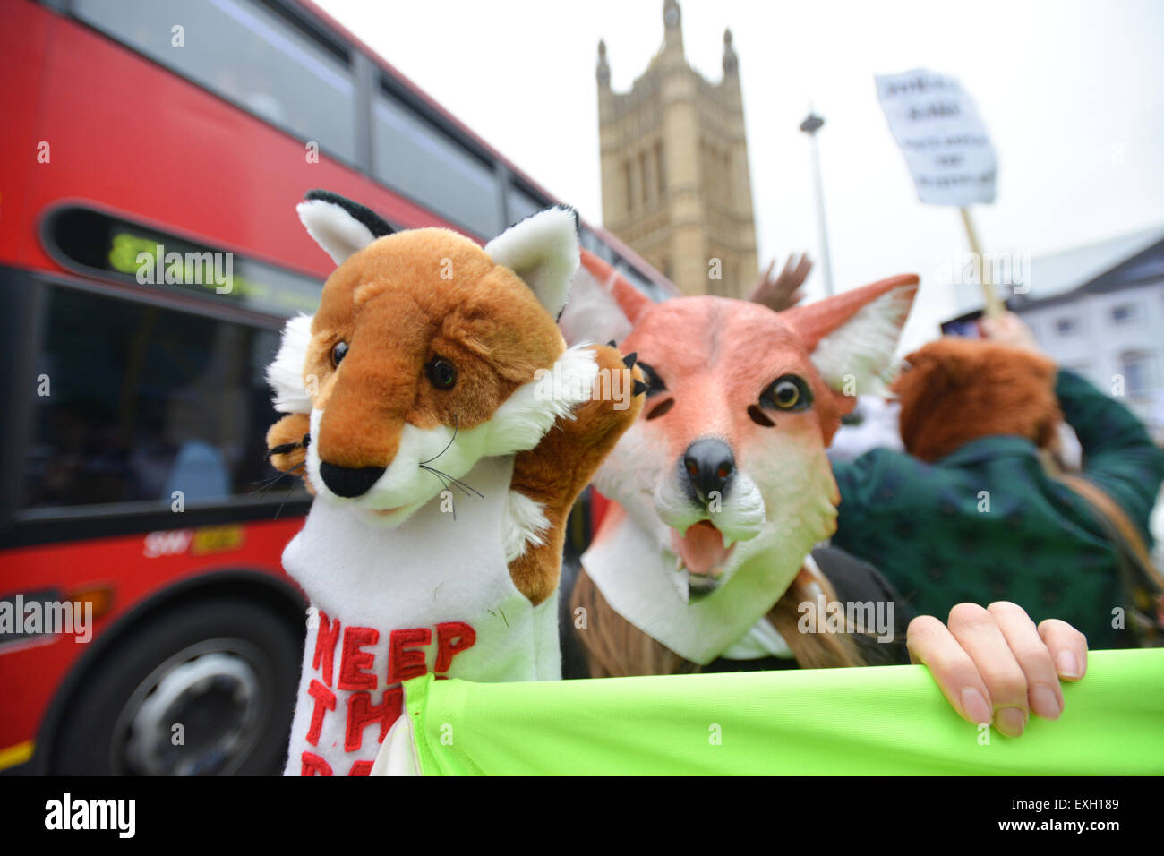 Westminster, London, UK. 14th July 2015. A Fox hunting ban ...