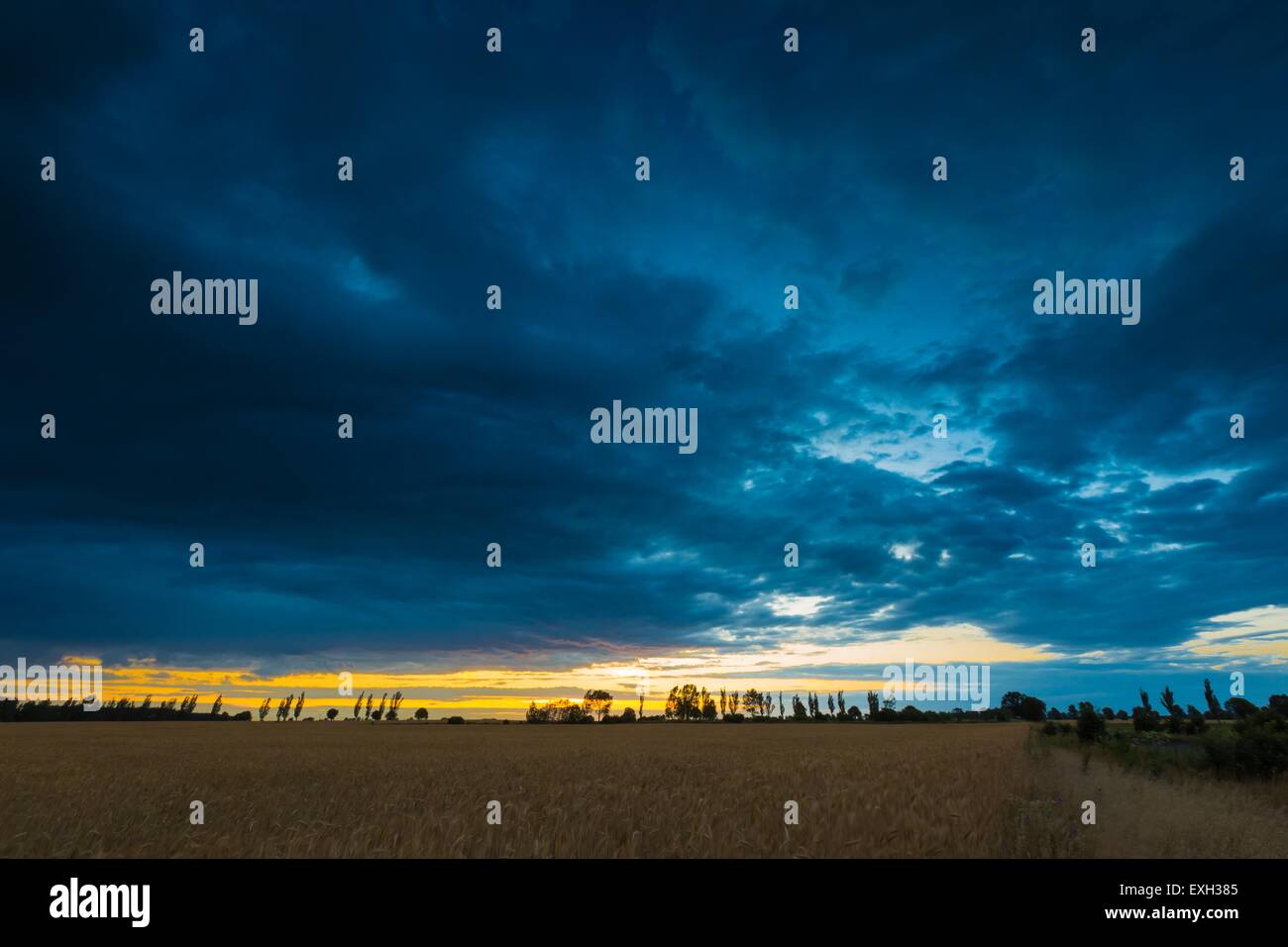 Summer landscape with storm sky over rye field. Frightening dark sky of ...
