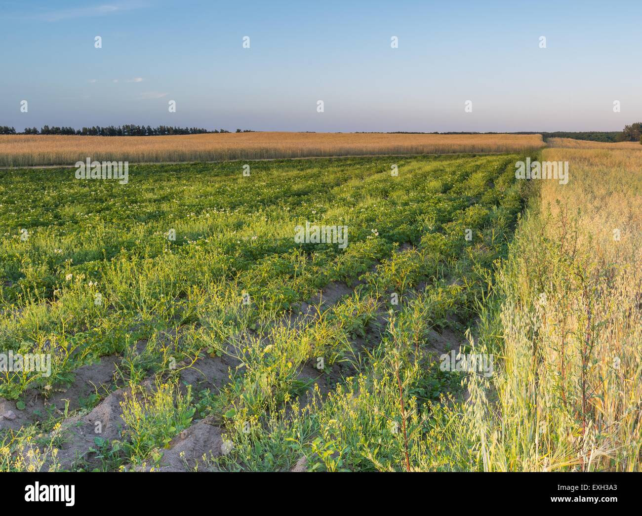 Landscape of corn field at summer. Beautiful polish countryside Stock ...