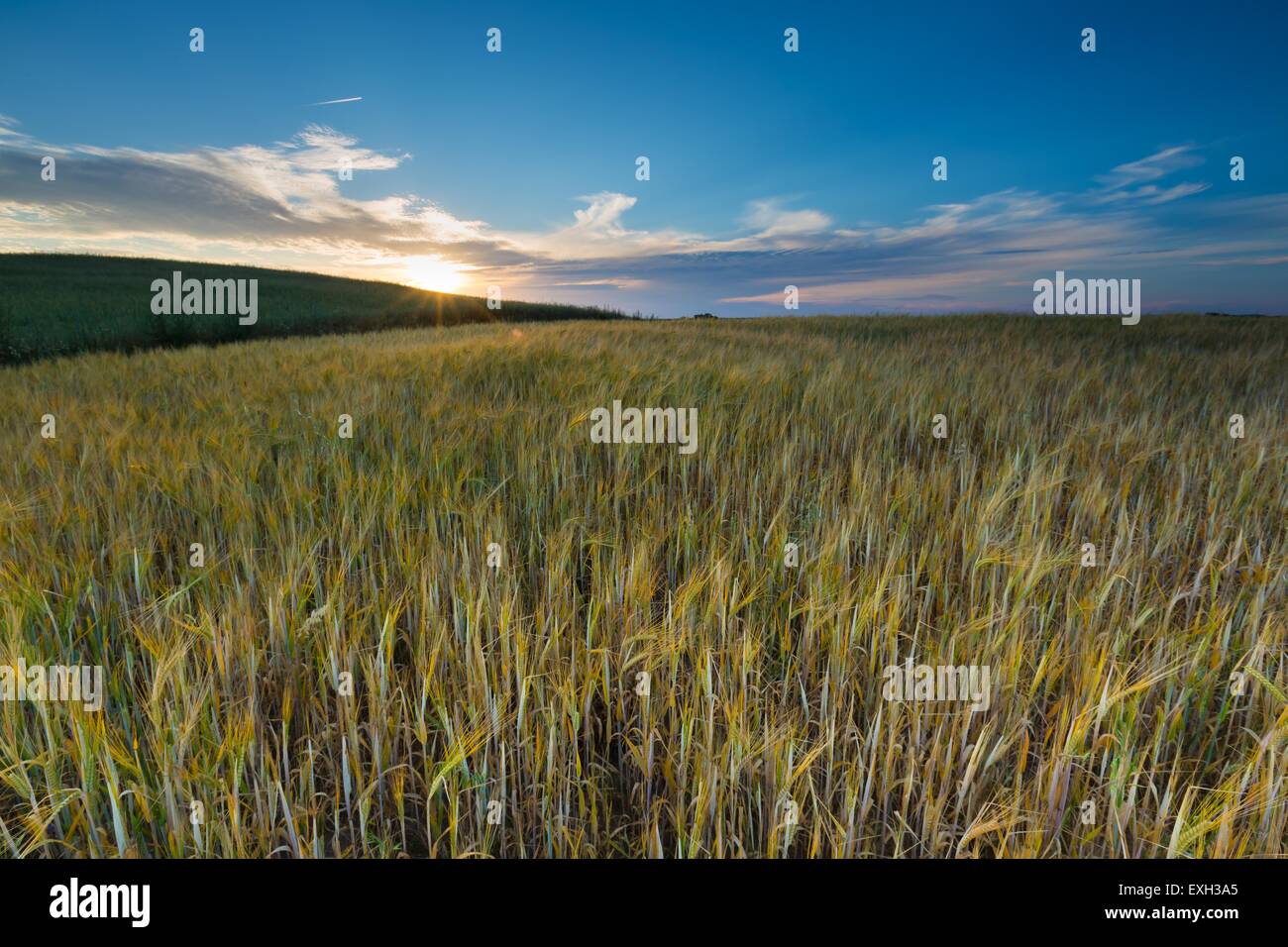 Landscape of corn field at summer. Beautiful polish countryside Stock ...