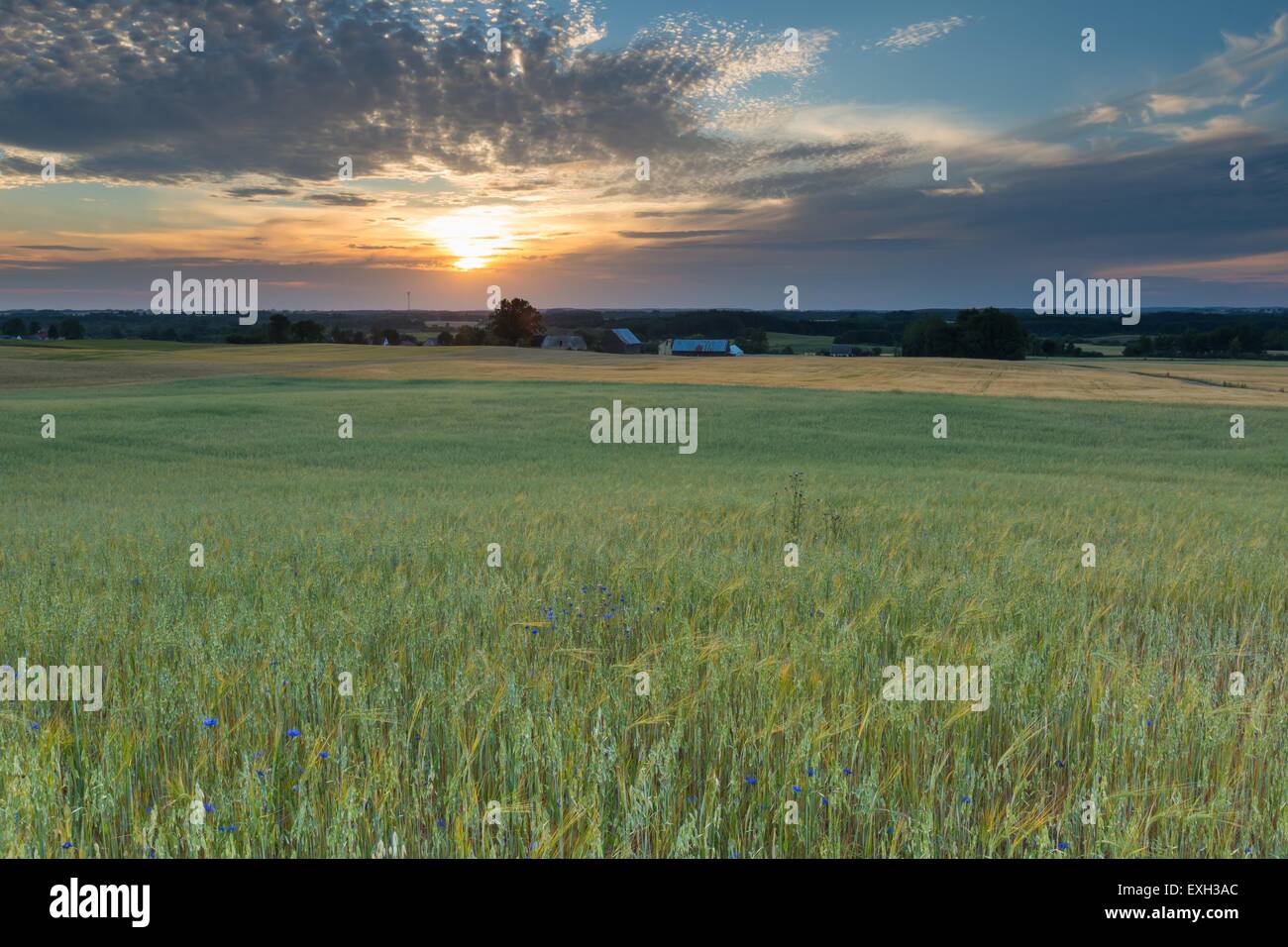 Landscape of corn field at summer. Beautiful polish countryside Stock ...
